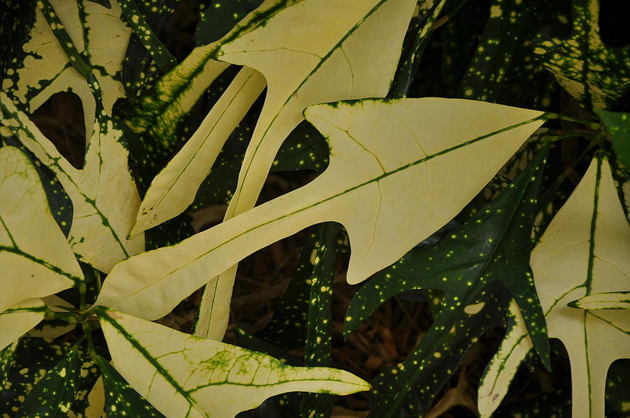 ARROWHEAD - Palmpedia - Palm Grower's Guide