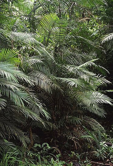 Bactris concinna - Palmpedia - Palm Grower's Guide