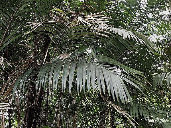Bactris coloniata - Palmpedia - Palm Grower's Guide