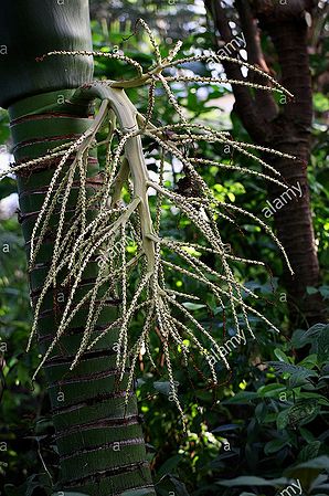 Rhopalostylis baueri - Palmpedia - Palm Grower's Guide