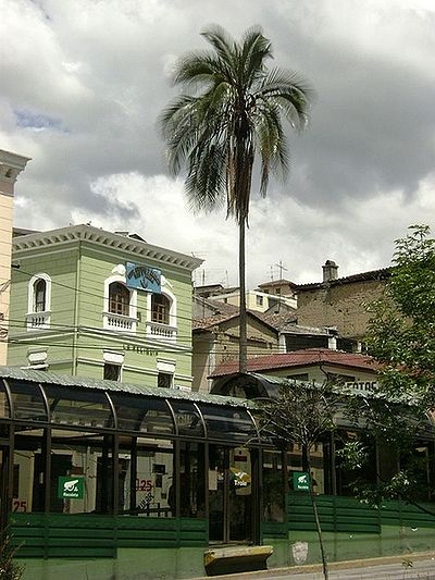 Parajubaea cocoides - Palmpedia - Palm Grower's Guide