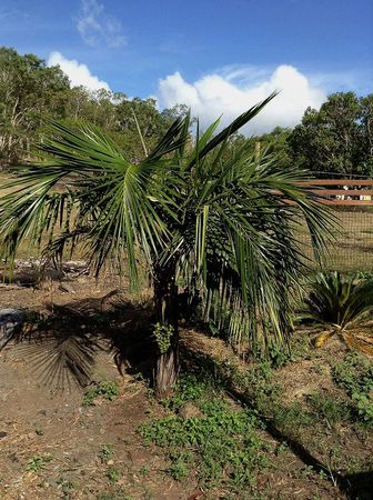 Syagrus schizophylla - Palmpedia - Palm Grower's Guide