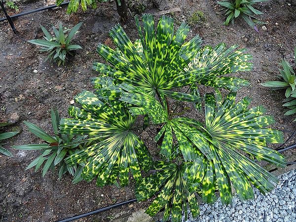 Licuala mattanensis - Palmpedia - Palm Grower's Guide