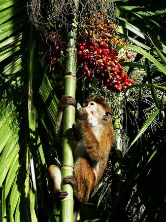 Areca concinna - Palmpedia - Palm Grower's Guide