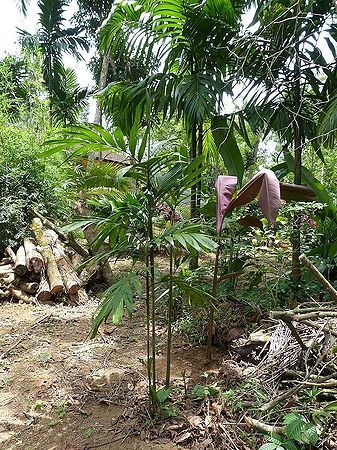 Pinanga sinii - Palmpedia - Palm Grower's Guide