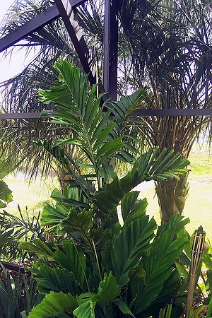 Ptychosperma schefferi - Palmpedia - Palm Grower's Guide