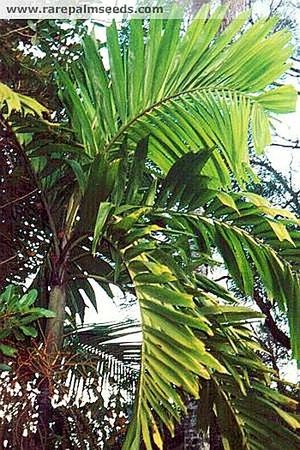 Ptychosperma lineare - Palmpedia - Palm Grower's Guide