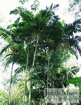Ptychosperma lineare - Palmpedia - Palm Grower's Guide