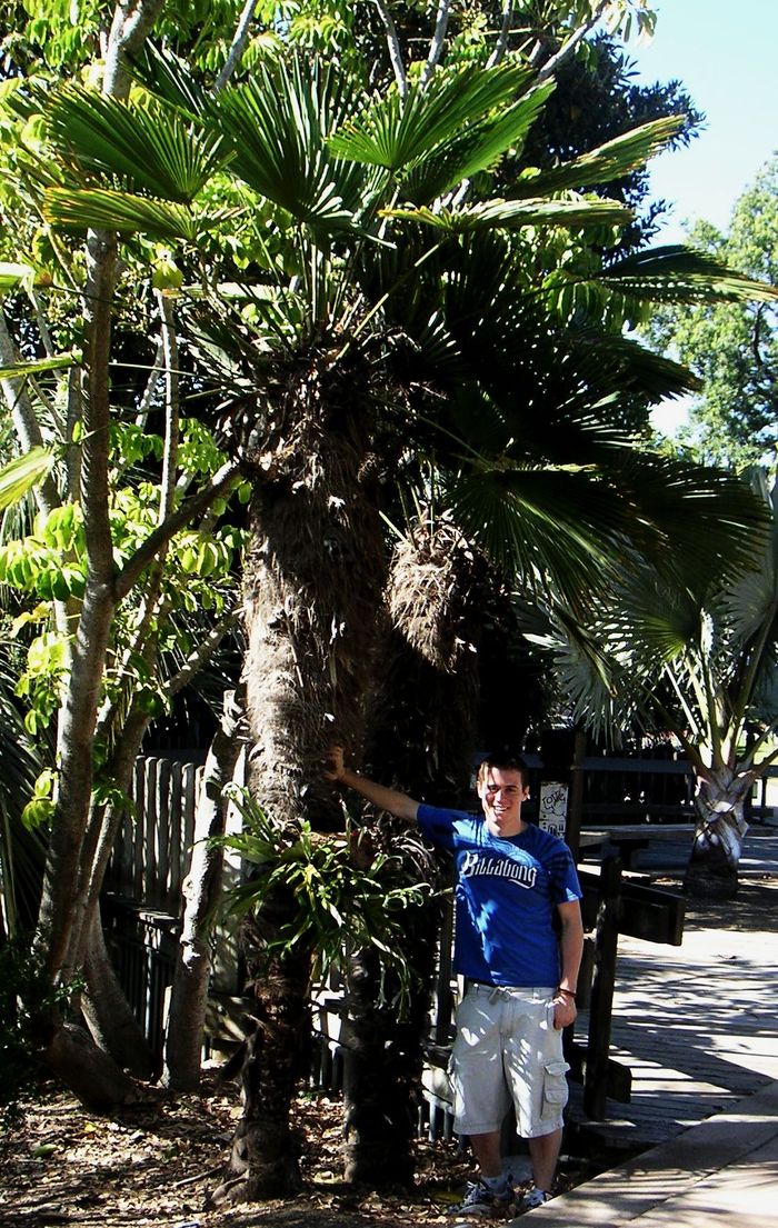 Trachycarpus fortunei - Palmpedia - Palm Grower's Guide