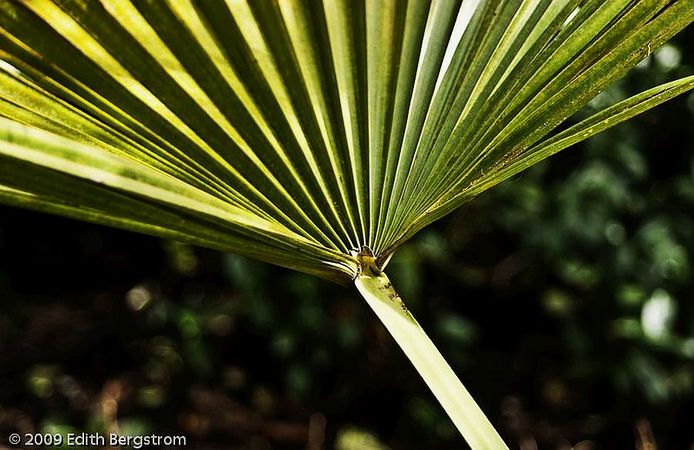 Trachycarpus latisectus - Palmpedia - Palm Grower's Guide