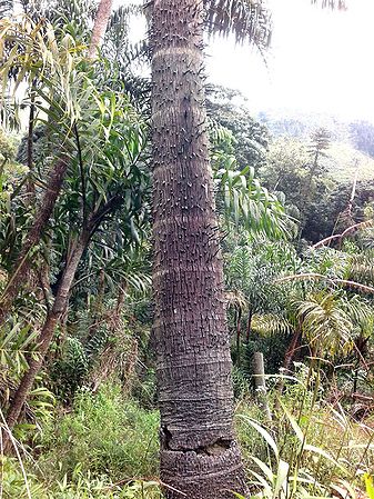 Oncosperma fasciculatum - Palmpedia - Palm Grower's Guide