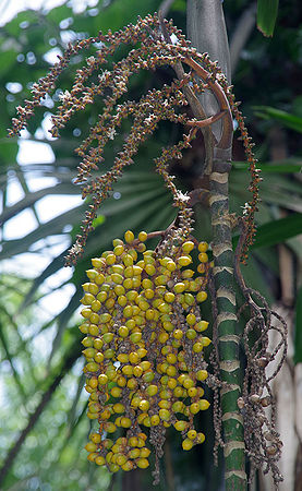 Ptychosperma caryotoides - Palmpedia - Palm Grower's Guide