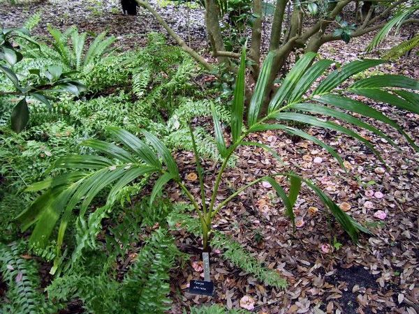 Pinanga speciosa - Palmpedia - Palm Grower's Guide