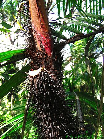 Daemonorops robusta - Palmpedia - Palm Grower's Guide