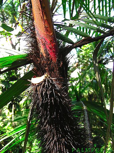 Daemonorops robusta - Palmpedia - Palm Grower's Guide