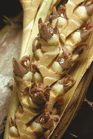 Daemonorops didymophylla - Palmpedia - Palm Grower's Guide