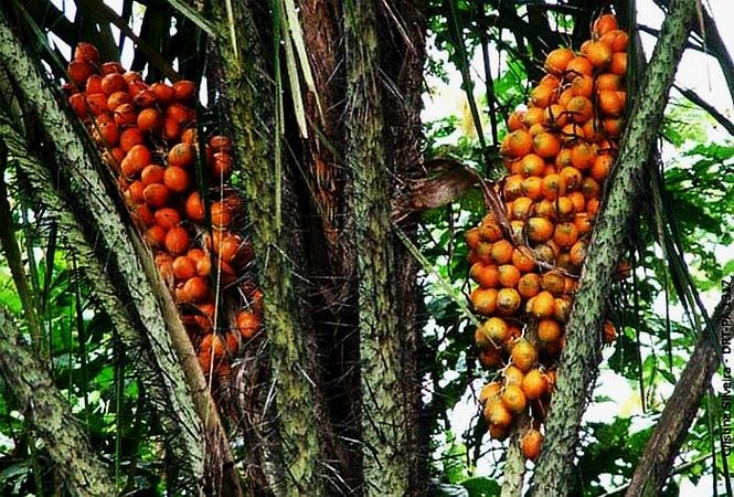 Astrocaryum aculeatum - Palmpedia - Palm Grower's Guide