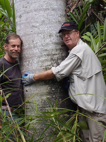 Ravenea sp. 'giant' - Palmpedia - Palm Grower's Guide