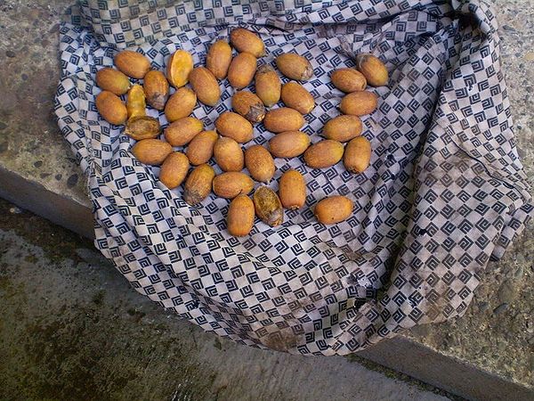 Attalea rostrata - Palmpedia - Palm Grower's Guide