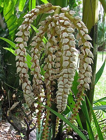 Pinanga dicksonii - Palmpedia - Palm Grower's Guide