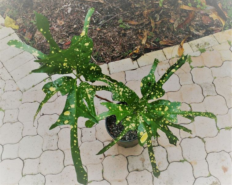 SUPERNOVA - Palmpedia - Palm Grower's Guide