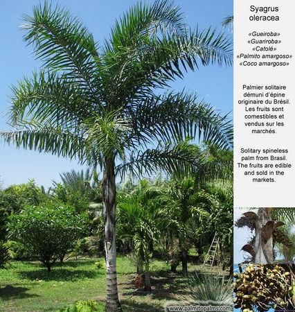 Syagrus oleracea - Palmpedia - Palm Grower's Guide