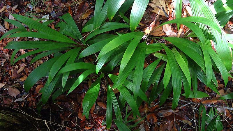 Bactris hirta - Palmpedia - Palm Grower's Guide