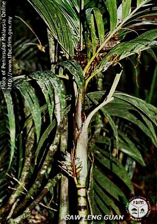Areca tunku - Palmpedia - Palm Grower's Guide