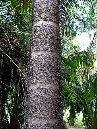 Bactris setulosa - Palmpedia - Palm Grower's Guide