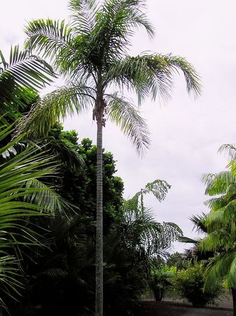 Syagrus pseudococos - Palmpedia - Palm Grower's Guide