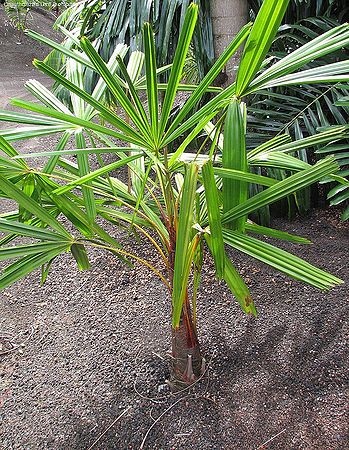 Licuala paludosa - Palmpedia - Palm Grower's Guide