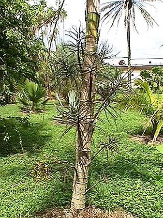 Gaussia maya - Palmpedia - Palm Grower's Guide