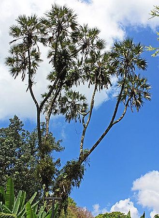 Hyphaene dichotoma - Palmpedia - Palm Grower's Guide