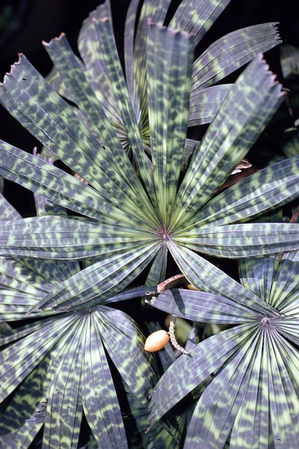 Licuala mattanensis - Palmpedia - Palm Grower's Guide