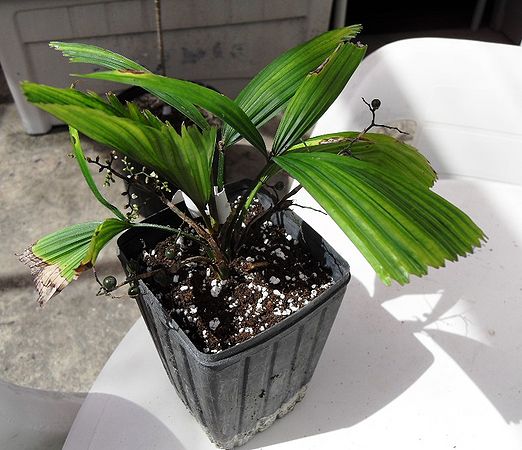 Licuala triphylla - Palmpedia - Palm Grower's Guide