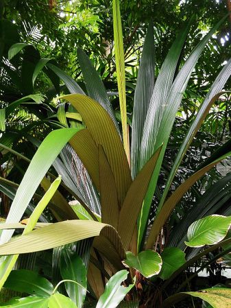 Sommieria leucophylla - Palmpedia - Palm Grower's Guide