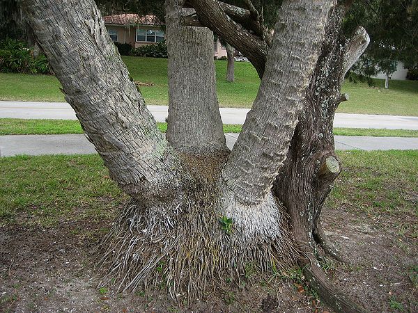 Sabal palmetto - Palmpedia - Palm Grower's Guide