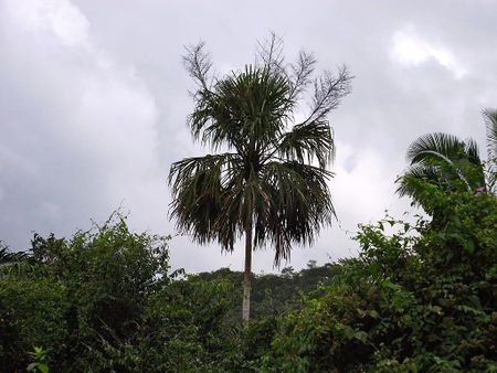 Sabal yapa - Palmpedia - Palm Grower's Guide