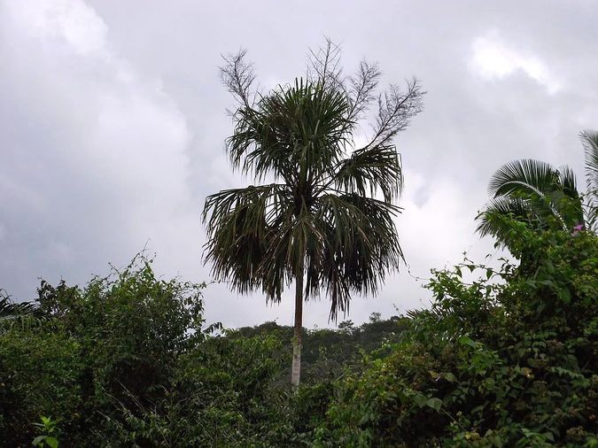 Sabal yapa - Palmpedia - Palm Grower's Guide