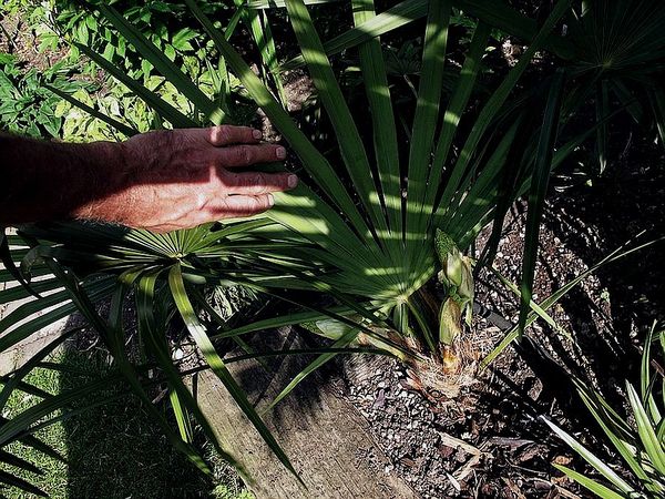 Trachycarpus nanus - Palmpedia - Palm Grower's Guide