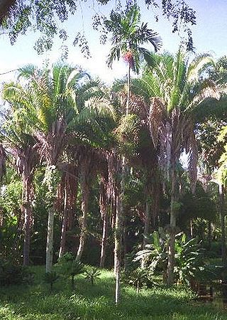 Attalea speciosa - Palmpedia - Palm Grower's Guide