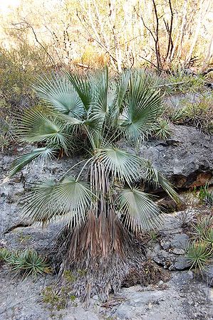 Brahea Berlianderli - Palmpedia - Palm Grower's Guide