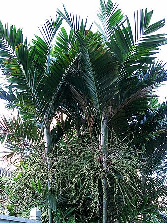 Ptychosperma schefferi - Palmpedia - Palm Grower's Guide