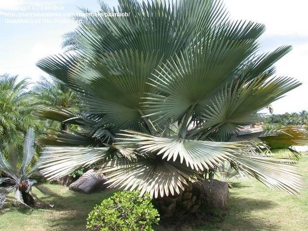 Copernicia baileyana - Palmpedia - Palm Grower's Guide