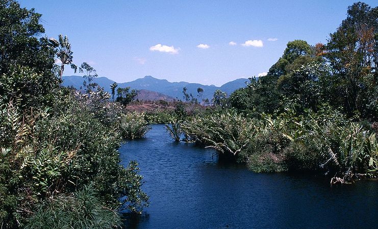 Ravenea musicalis - Palmpedia - Palm Grower's Guide