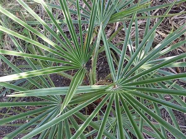 Livistona humilis - Palmpedia - Palm Grower's Guide