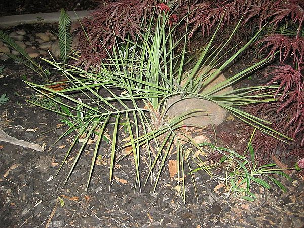 Butia archeri - Palmpedia - Palm Grower's Guide