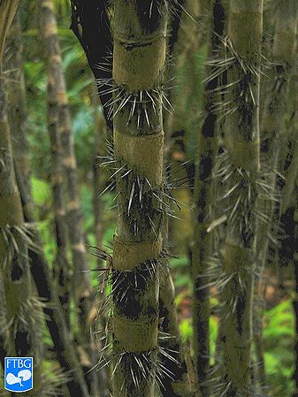 Bactris concinna - Palmpedia - Palm Grower's Guide