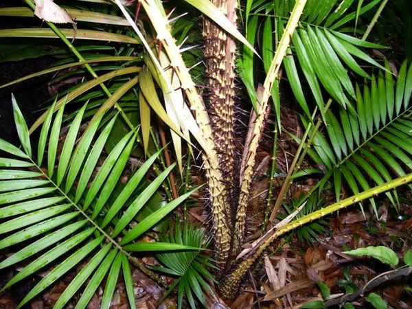 Daemonorops ochrolepis - Palmpedia - Palm Grower's Guide