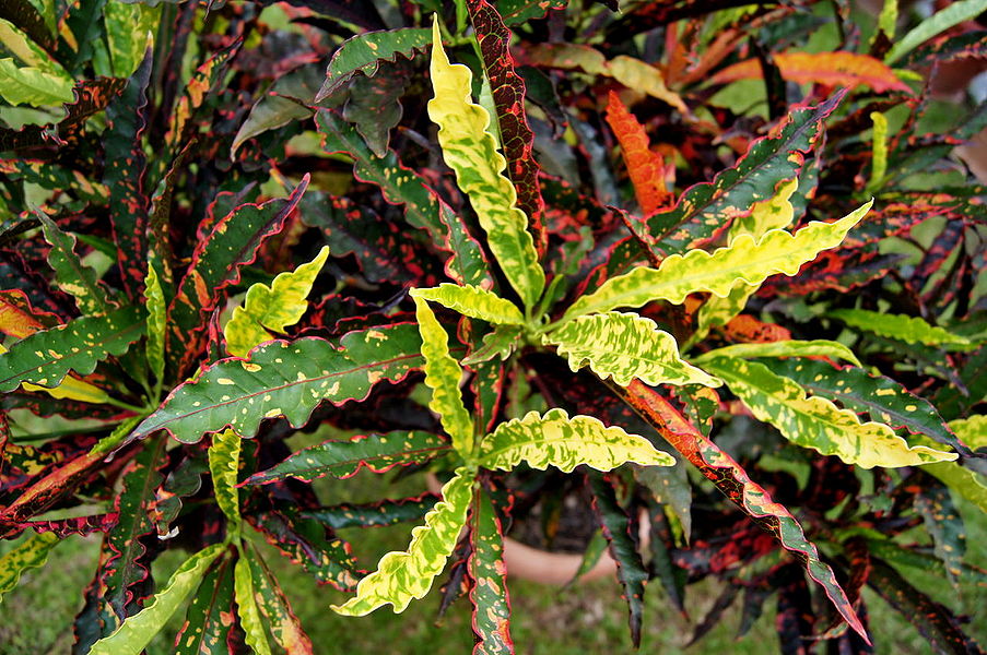 PIECRUST - Palmpedia - Palm Grower's Guide